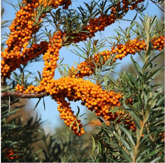 Hergo Sea Buckthorn (Female) - Gaia Organics