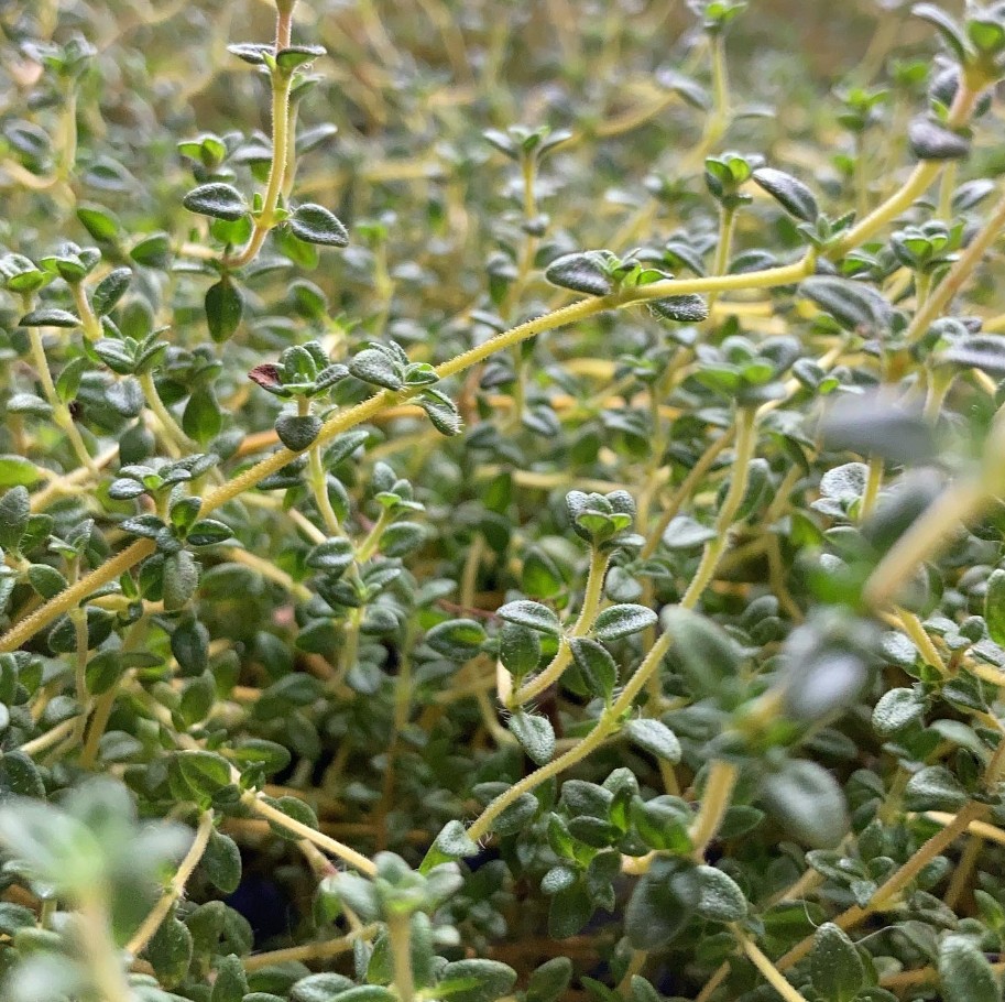 Lavender Thyme - Gaia Organics
