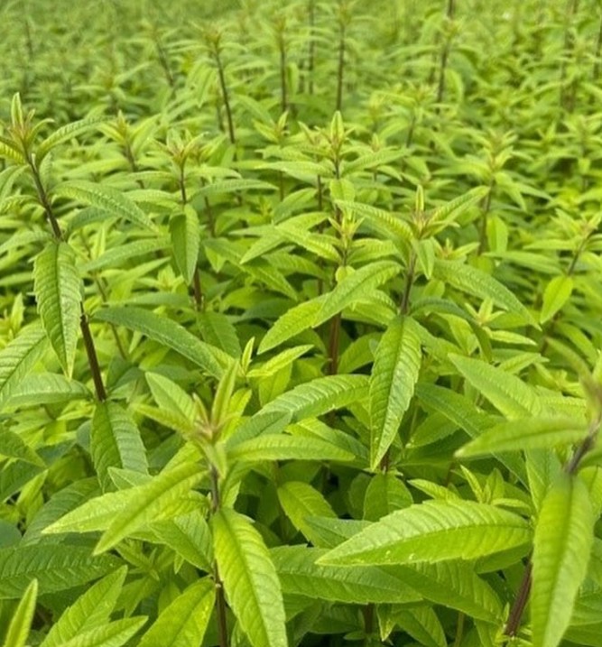Lemon Verbena - Gaia Organics