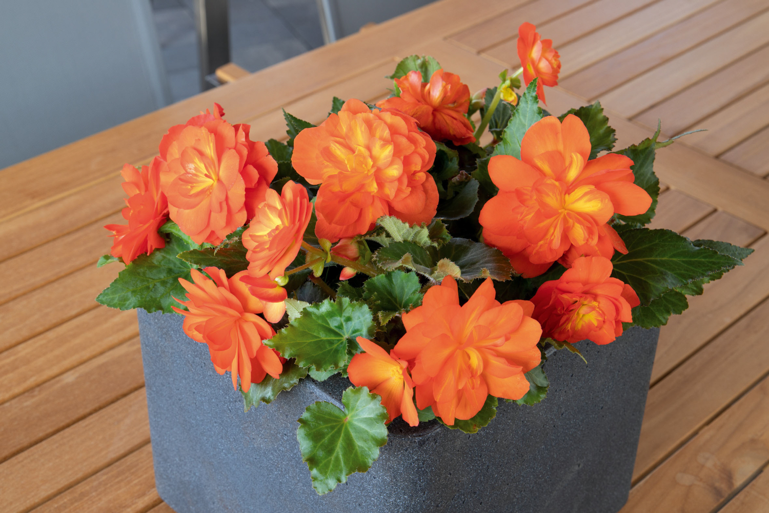 Nonstop Sunset Begonia - Gaia Organics