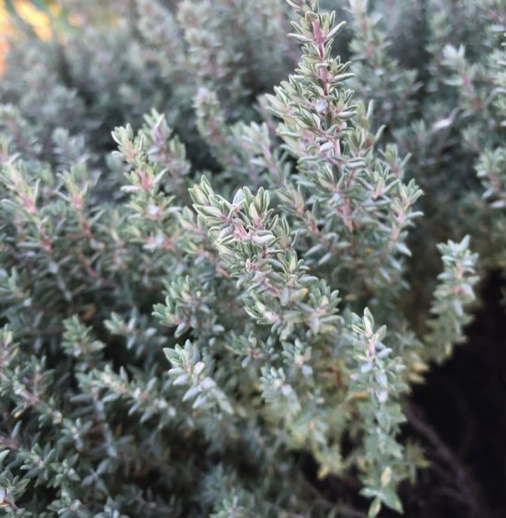 Orange Balsam Thyme - Gaia Organics