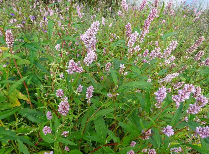 Pennsylvania Smartweed - Gaia Organics