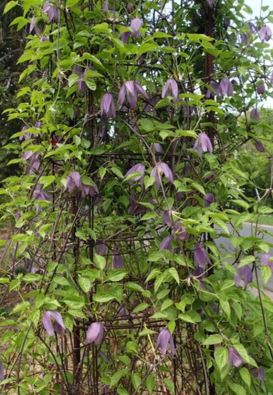 Purple Clematis | Gaia Organic Seeds