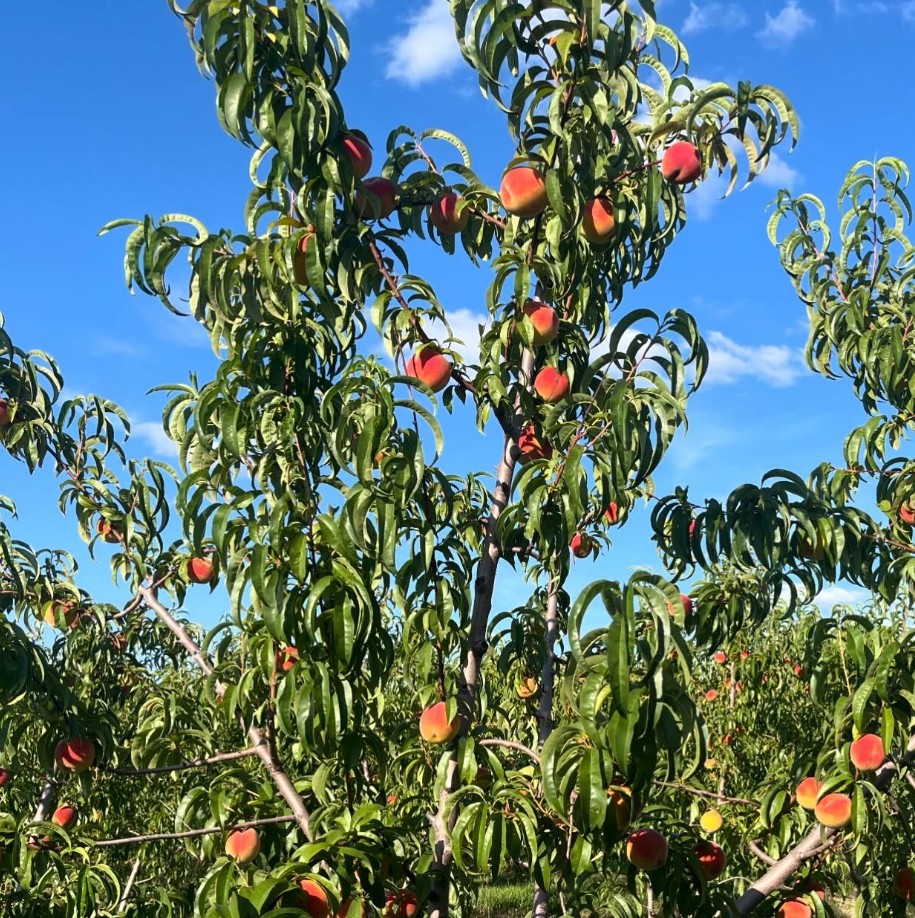 Redhaven Peach - Gaia Organics