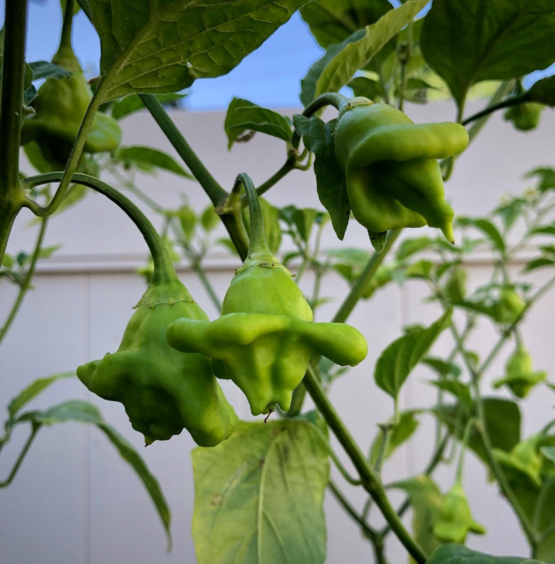 Organic Bulk Garden Seeds and Plants Supplier | Ontario