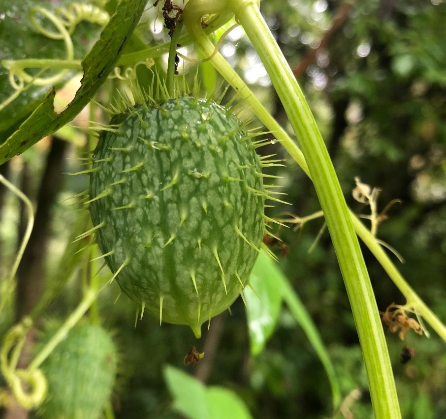 Wild Cucumber - Gaia Organics