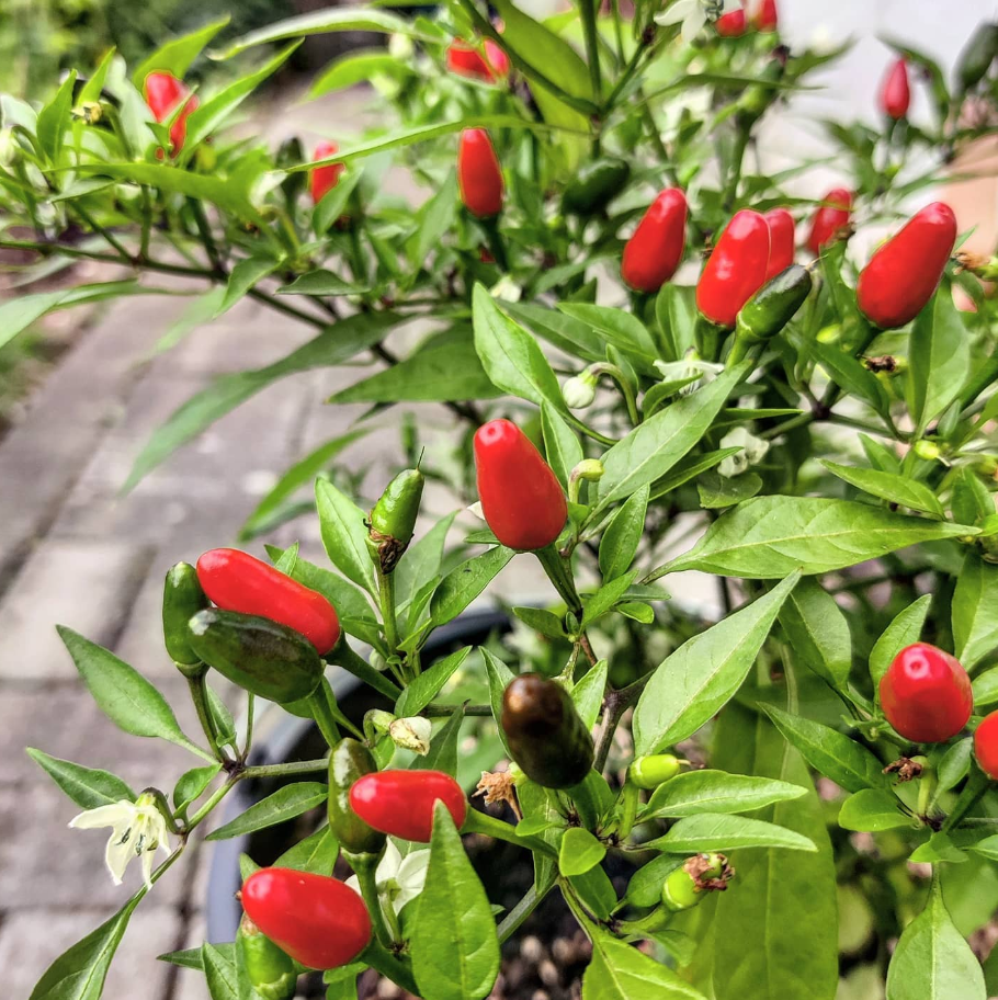 Zimbabwe Bird Hot Pepper - Gaia Organics