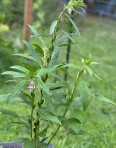 Sesame Seeds - Gaia Organics