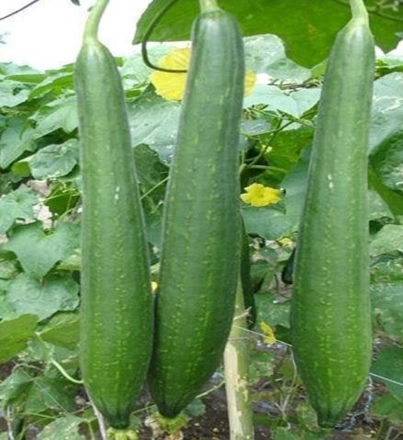 Smooth Sponge Gourd (Chikni Taroee) - Gaia Organics