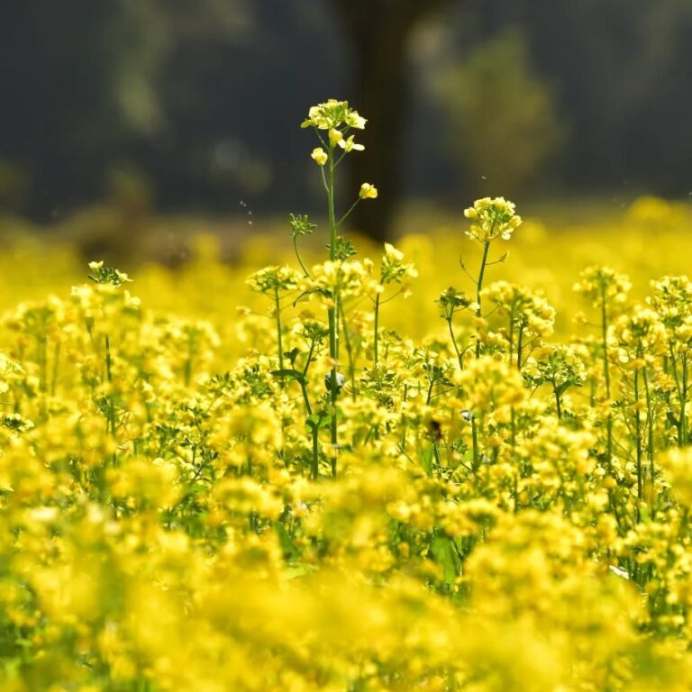 Yellow Mustard - Gaia Organics